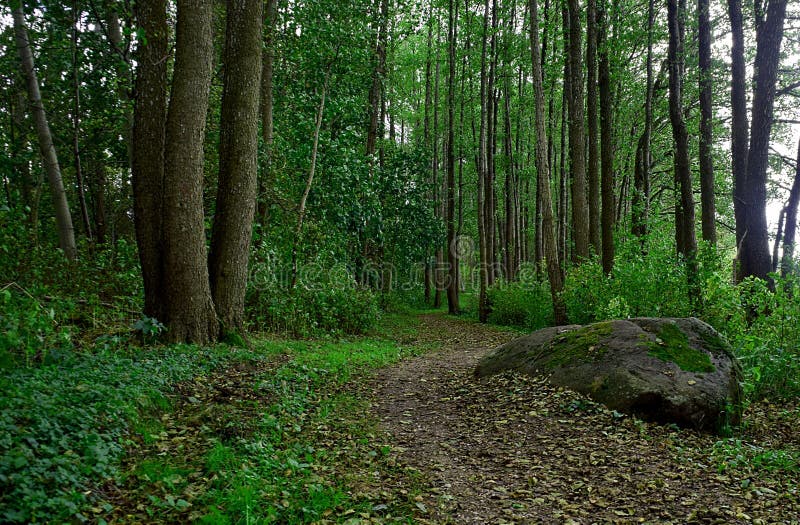 Skog arkivfoto. Bild av full, lömsk, sommar, nytt, lugn - 79788018