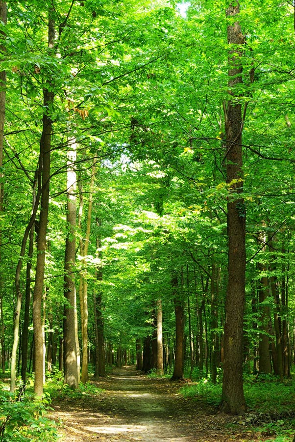 Skog fotografering för bildbyråer. Bild av leaves, trä - 8259079