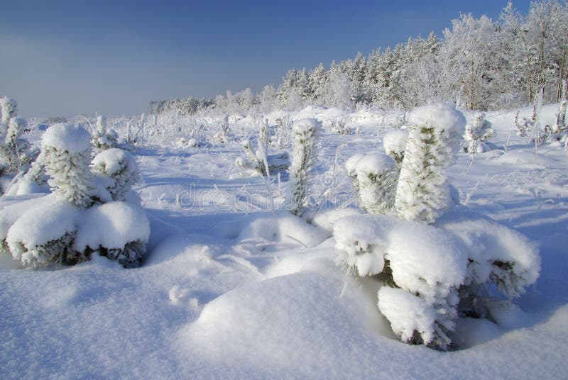 Skog i vinter fotografering för bildbyråer. Bild av himmel - 7681351