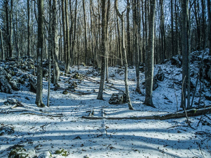 Skog i vinter fotografering för bildbyråer. Bild av ytter - 99626217