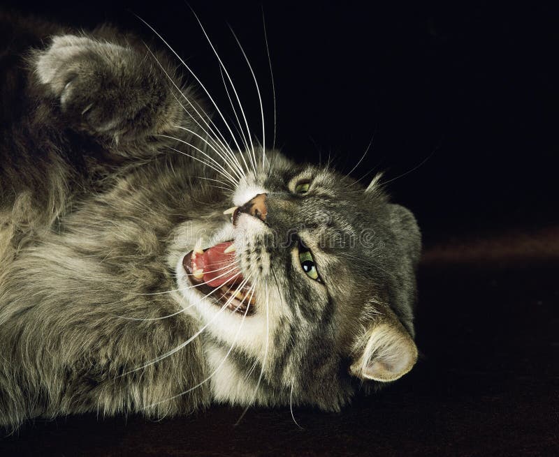 552 Defensive Cat Stock Photos - Free & Royalty-Free Stock Photos from ...