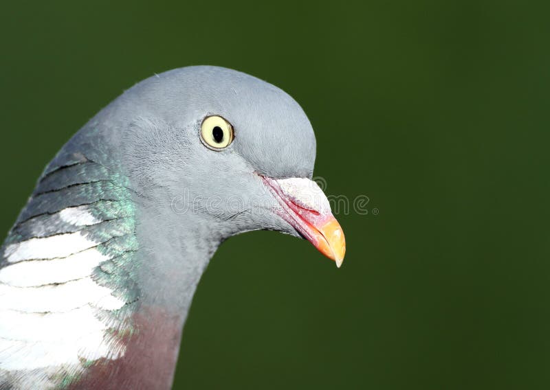 Skogsduva Foton - Gratis och royaltyfria stockfoton från Dreamstime