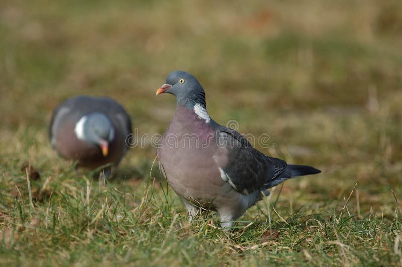 Skogsduva fotografering för bildbyråer. Bild av ängar - 29404727