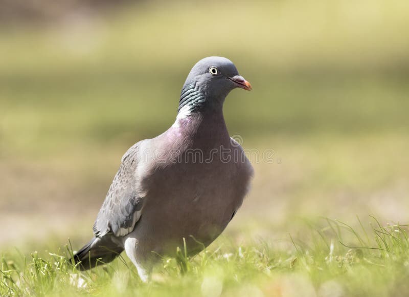 Skogsduva Foton - Gratis och royaltyfria stockfoton från Dreamstime