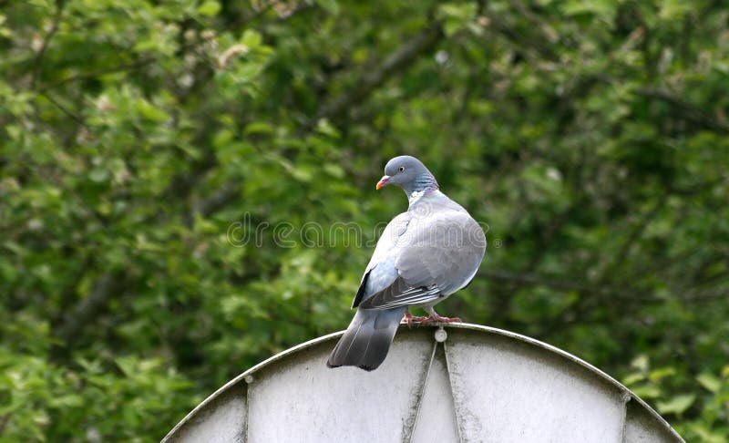 Skogsduva arkivfoto. Bild av perk, ihärdig, duva, aviär - 71512910