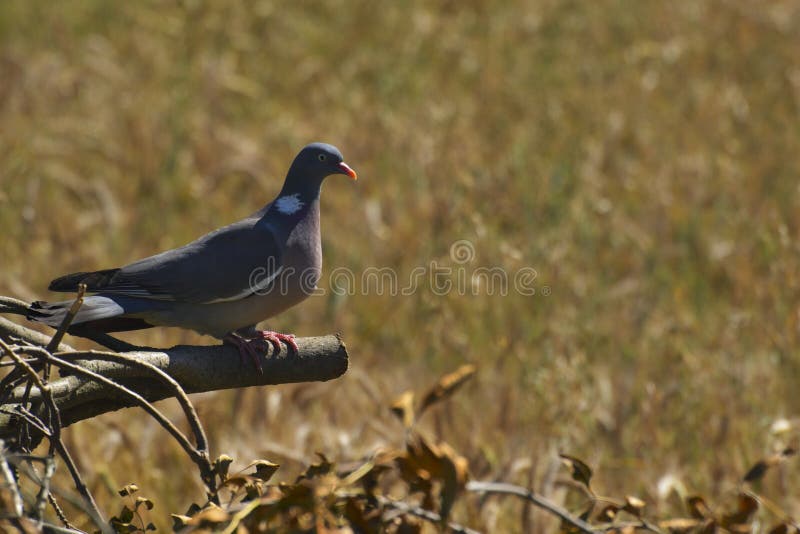 Skogsduva Foton - Gratis och royaltyfria stockfoton från Dreamstime
