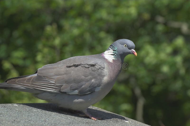 Skogsduva fotografering för bildbyråer. Bild av utomhus - 8089255
