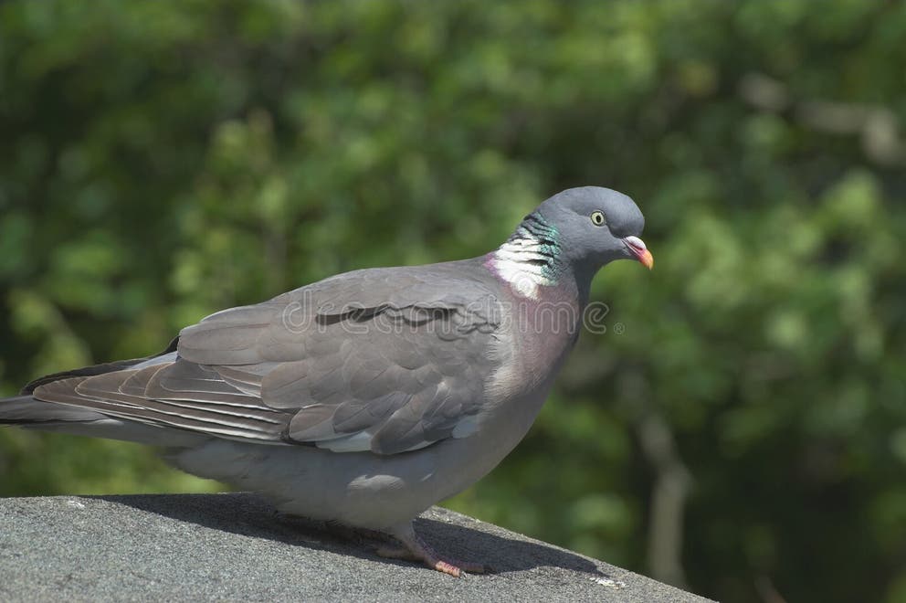 Skogsduva fotografering för bildbyråer. Bild av utomhus - 8089255