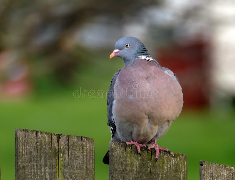 Skogsduva arkivfoto. Bild av växt, äng, angus, grässlätt - 57204818