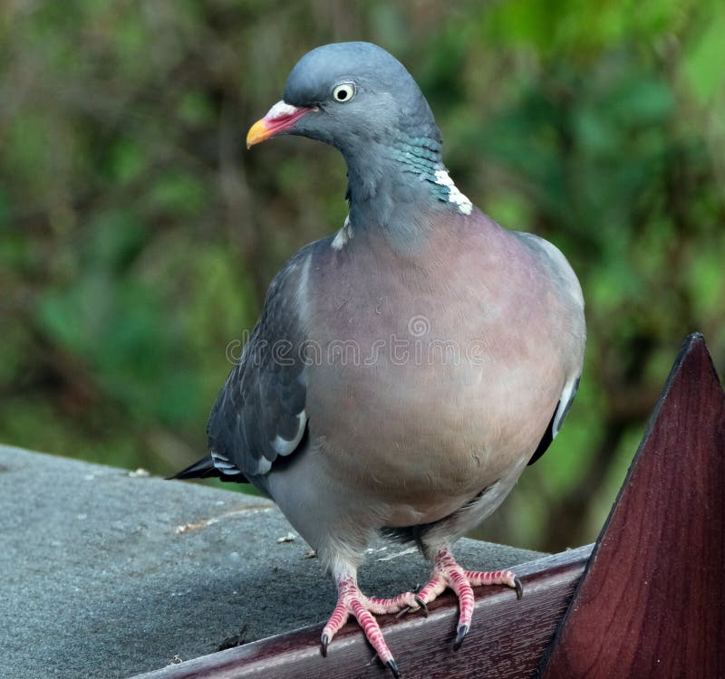 Skogsduva fotografering för bildbyråer. Bild av ängar - 29404727