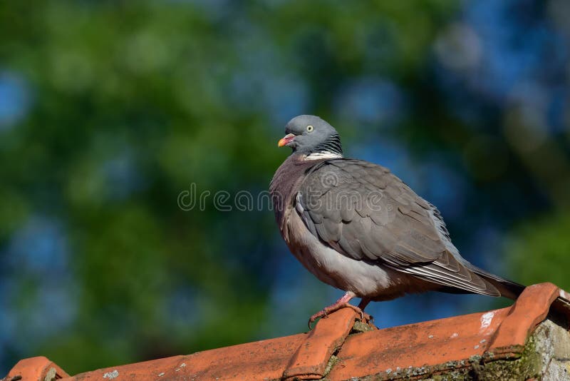 Skogsduva fotografering för bildbyråer. Bild av ängar - 29404727