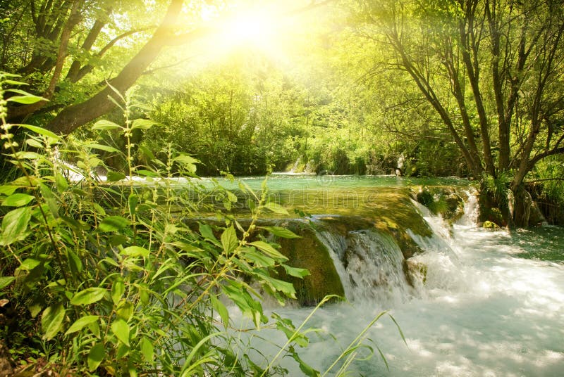 Solsken genom skogen arkivfoto. Bild av lins, scener - 170166326