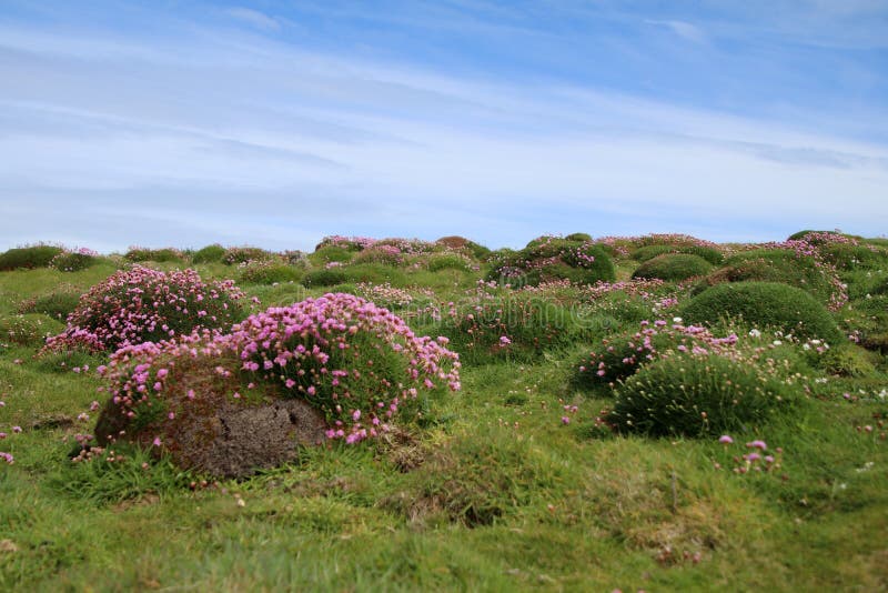 Skomer Island stock image. Image of ocean, rocky, coast - 97982353