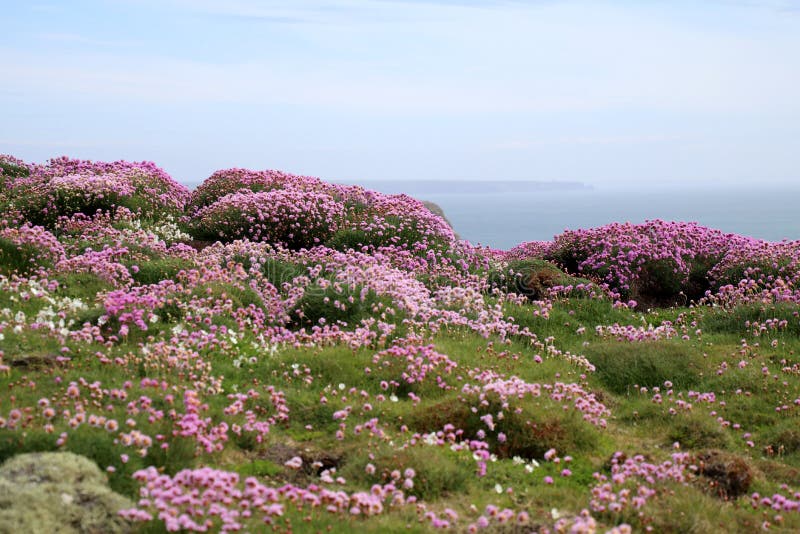 Skomer Island stock image. Image of tourism, path, skomer - 97982337