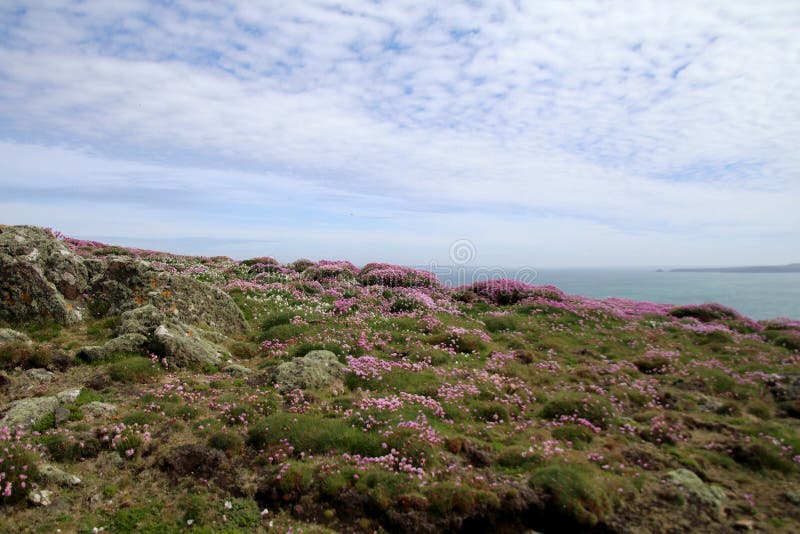 Skomer Island stock image. Image of tourism, scenery - 97982499