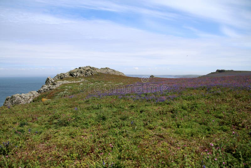 Skomer Island stock image. Image of tourism, spring, hills - 97982433