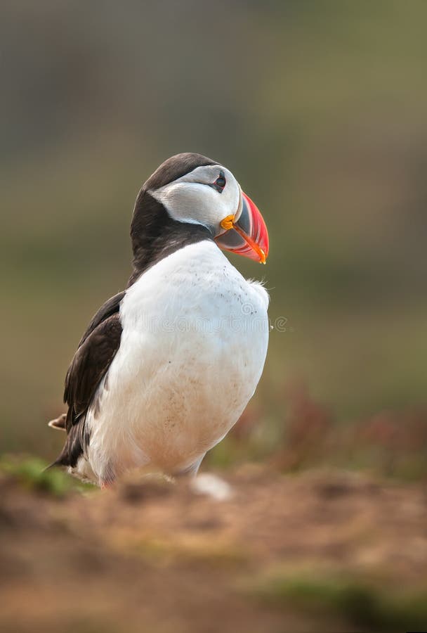 Skomer Puffin stock photo. Image of skomer, white, animal - 28399048