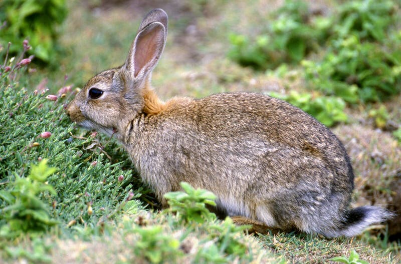 Skomer rabbit stock image. Image of thrift, coney, rabbit - 13044139