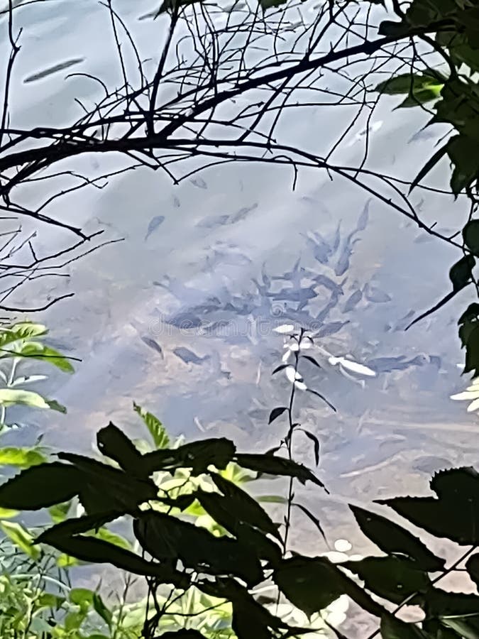 Skool of fish stock image. Image of plant, twig, bird - 253632041