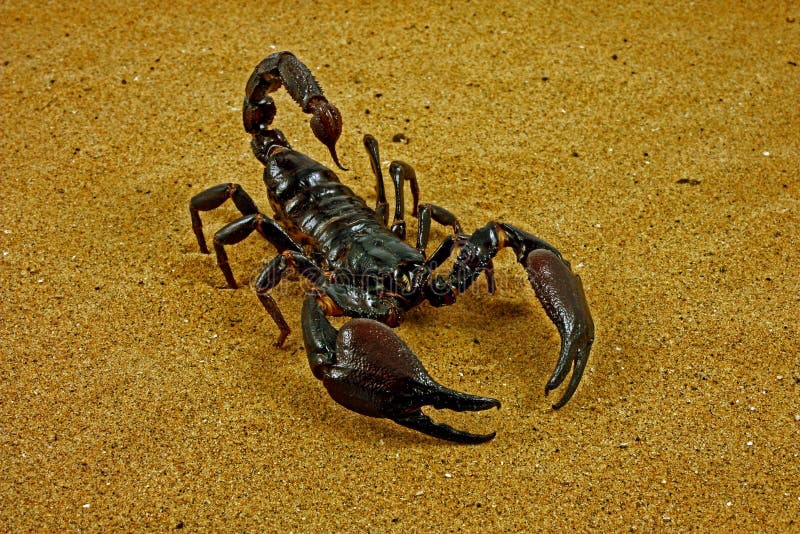 Skorpion (Ptalamneus Fulvipes) Stockfoto - Bild von wüste, heftig: 12327030