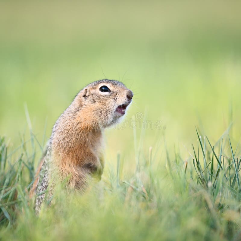 Skrikig goffer arkivfoto. Bild av käpp, angus, natur - 36633872