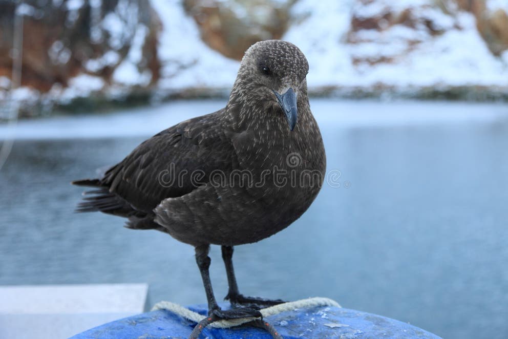 Skua stock photo. Image of winter, pole, reflection, illuminated - 13316530