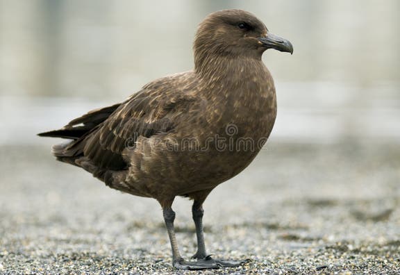 Skua stock image. Image of skua, standing, brown, sand - 13453011