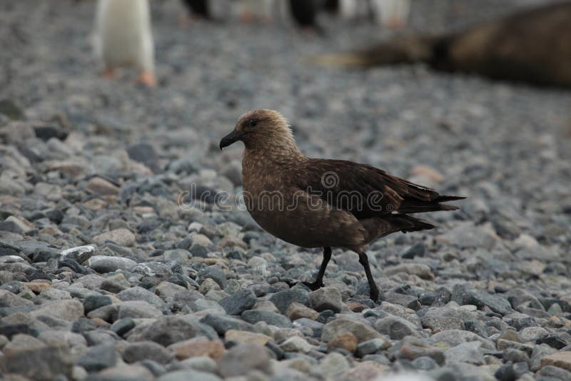 A Skua of Antarctica stock image. Image of south, antarctic - 139909923