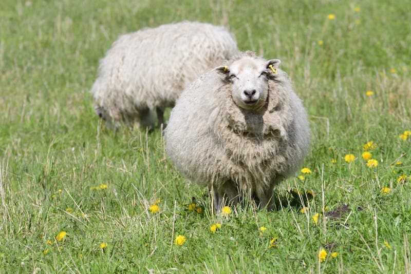 Many skudden on a meadow stock image. Image of caring - 157258719