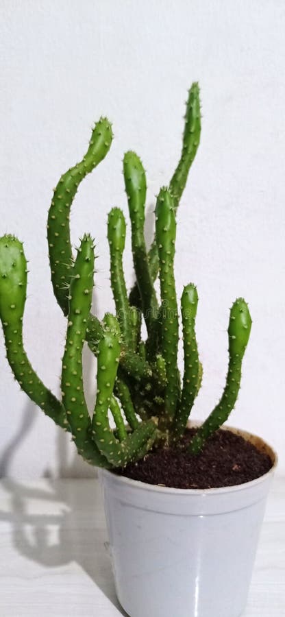 Skulen Cactus Stock Photos - Free & Royalty-Free Stock Photos from ...