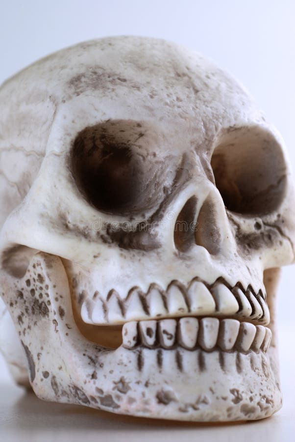 Skull stock image. Image of skull, decay, dead, skeleton - 10965445