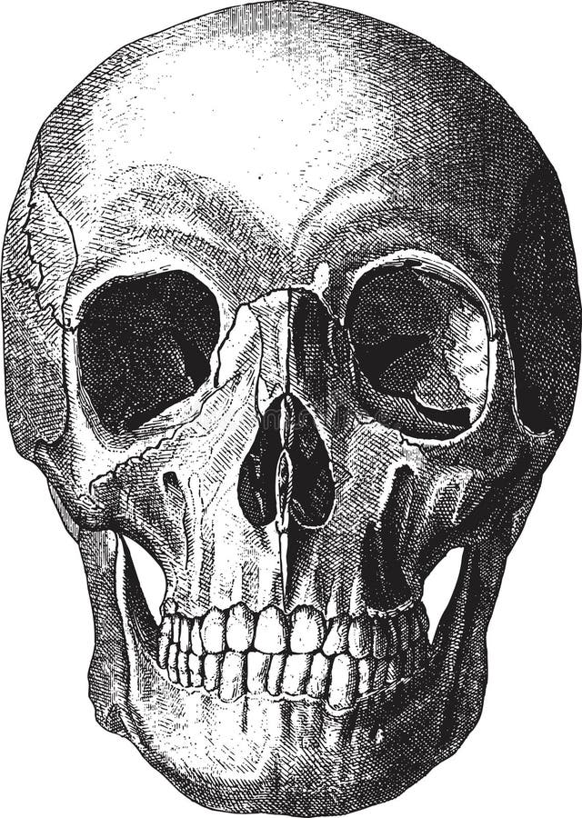 Human Skull - Three-Quarter-View - Pencil Drawing Style Stock ...