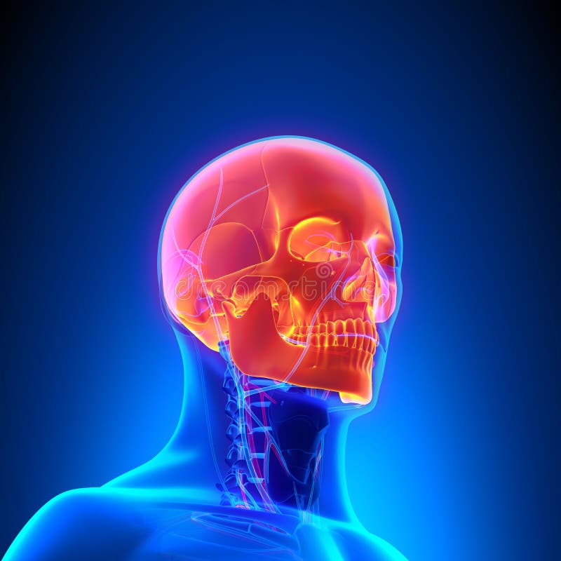 Skull Anatomy with Circulatory System Stock Illustration - Illustration ...