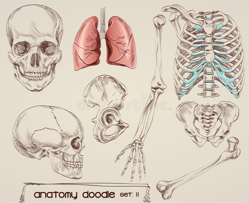 Muscle system stock vector. Illustration of muscular - 12097440