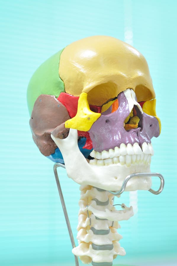 Skull stock image. Image of skeleton, clinical, brain - 43994371