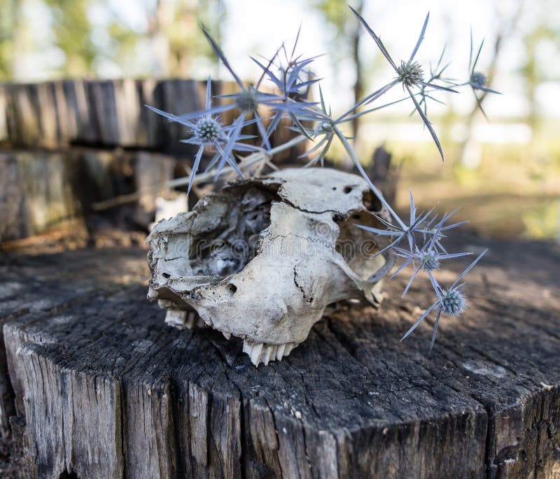 Skull of the Beast in the Open Air Stock Photo - Image of skull, death ...