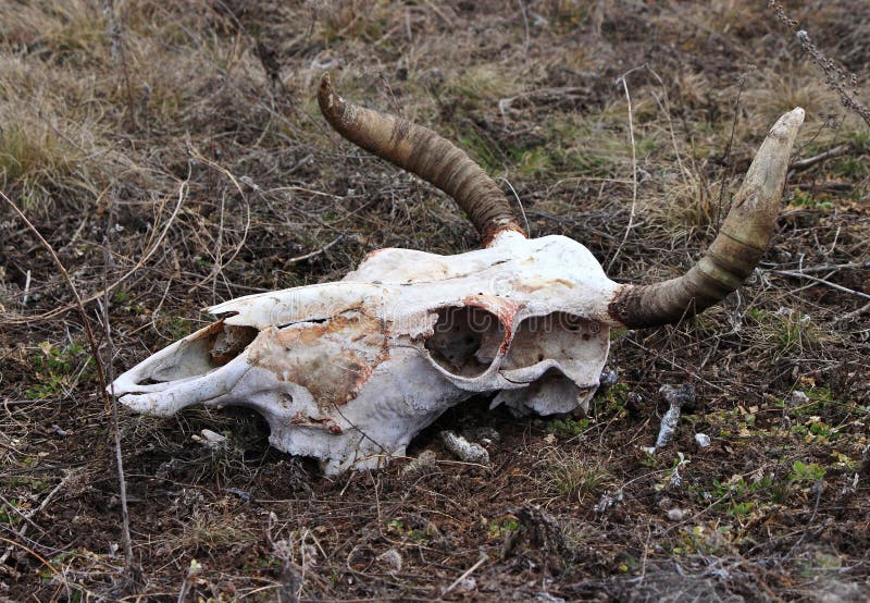 Skull beef cattle stock image. Image of death, horns - 40052213