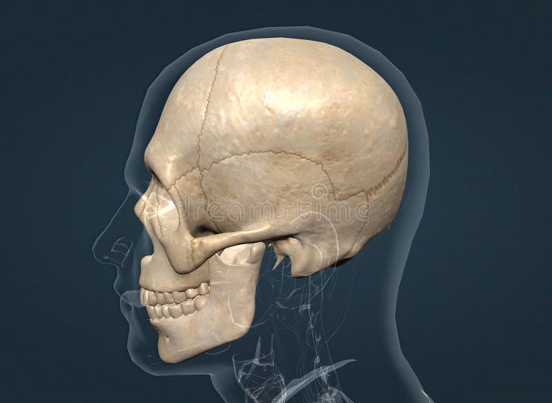 The Skull is a Bone Protective Cavity for the Brain Stock Illustration ...