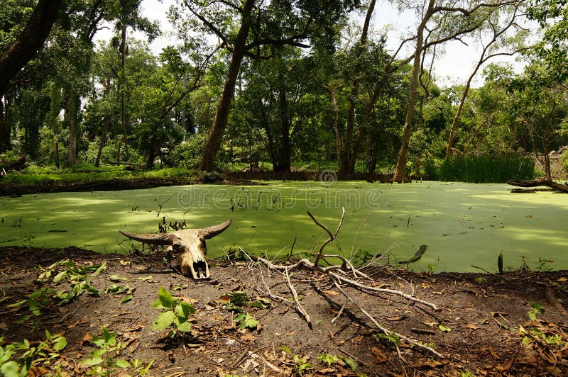 The Skull of a Buffalo Lying on the Ground Stock Image - Image of dead ...