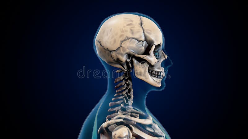 3d Illustration of Human Skeleton Skull Anatomy. Stock Illustration ...