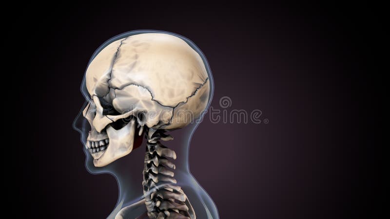3d Illustration of Human Skeleton Skull Anatomy. Stock Illustration ...