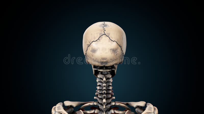 3d Illustration of Human Skeleton Skull Anatomy. Stock Illustration ...