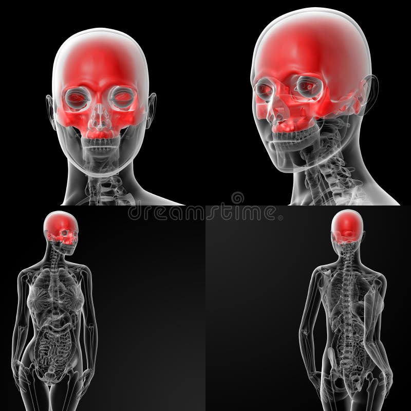 Skull bone - upper half stock illustration. Illustration of dark - 82858187