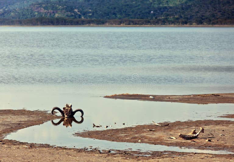 Skull and Bones of African Buffalo on the Shore of Stock Image - Image ...