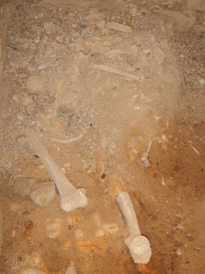 Exhumed Bones Stock Photos - Free & Royalty-Free Stock Photos from ...