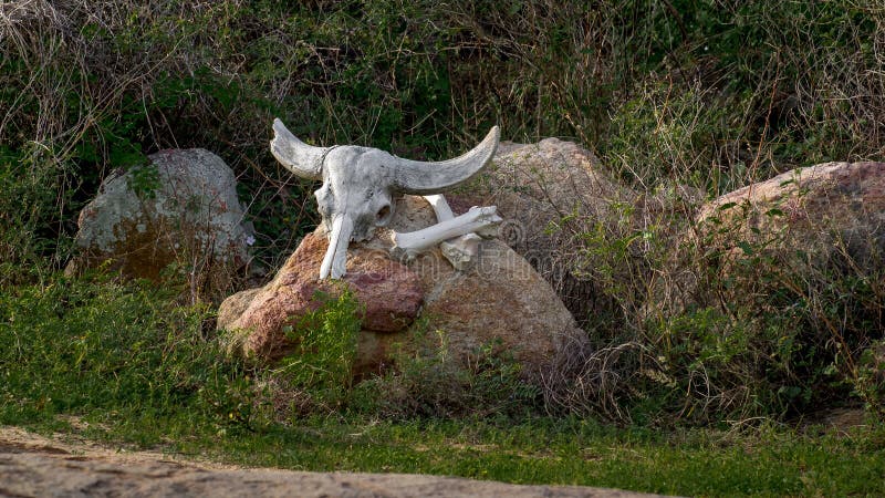 Bones of buffalo skull stock photo. Image of pile, horn - 64285268
