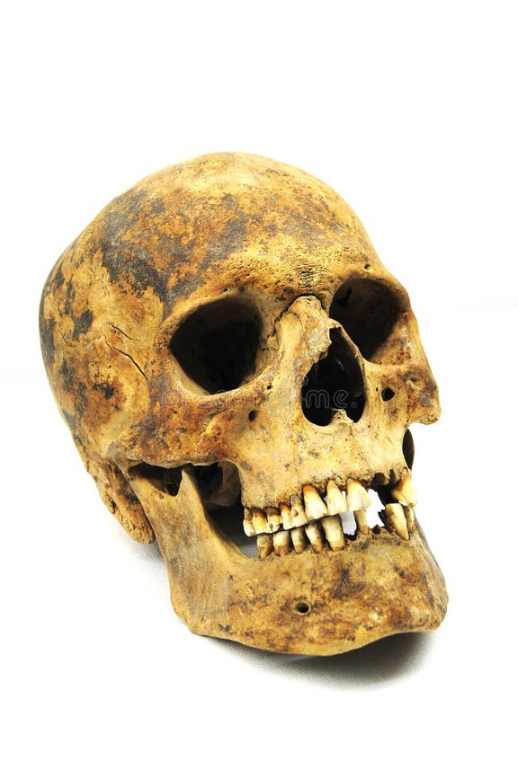 Skull Bones of Neolithic Age Stock Photo - Image of primary, culture ...