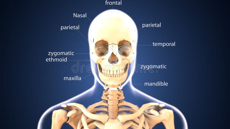 3d Illustration of Human Skull Anatomy Stock Illustration ...