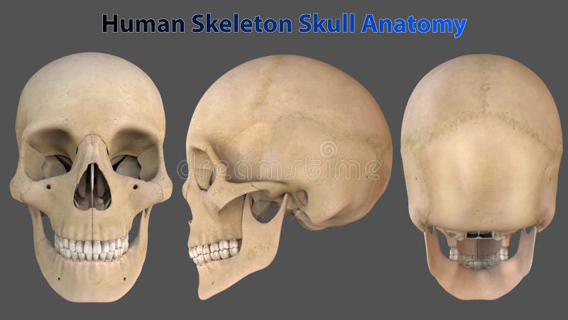 3D Illustration Human Skull Anatomy Stock Illustration - Illustration ...