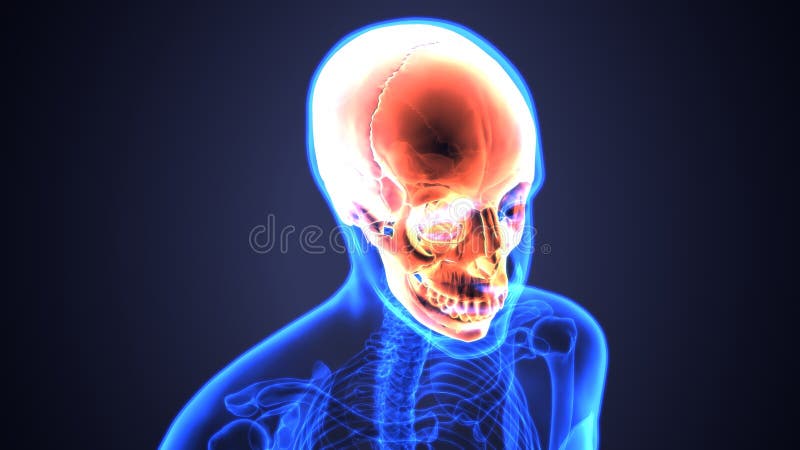 3d Illustration of Human Skull Anatomy Diagram | Periodic Stock ...